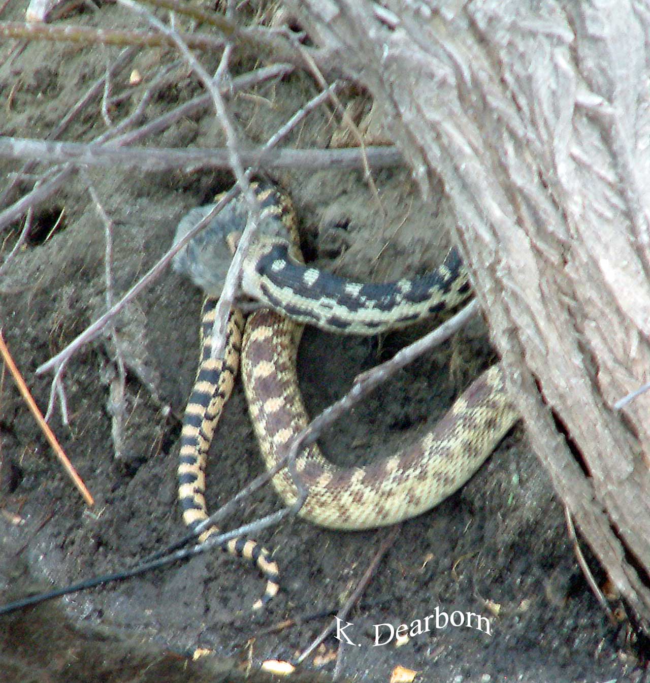 AnimalBytes: Wild Gopher Snake Feeding