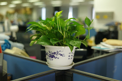 Plants Online Store: Plants in Workplace make workers happier, more ...