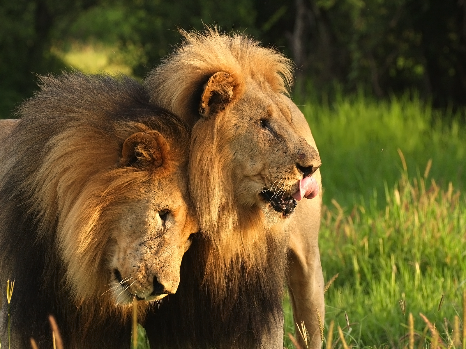 lion brothers (With images) | Male lion, South african adventures, Lion