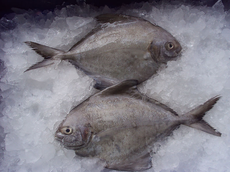 Fish Community: Black Pomfret