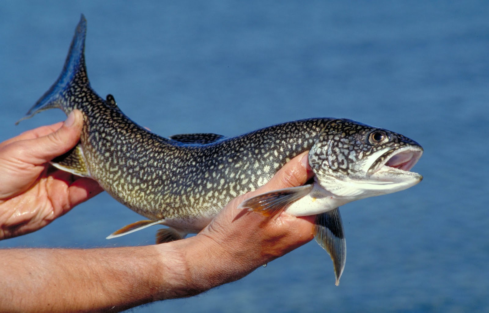 Fishmania Travel: Meravigliosa creatura - Canadian Lake Trout