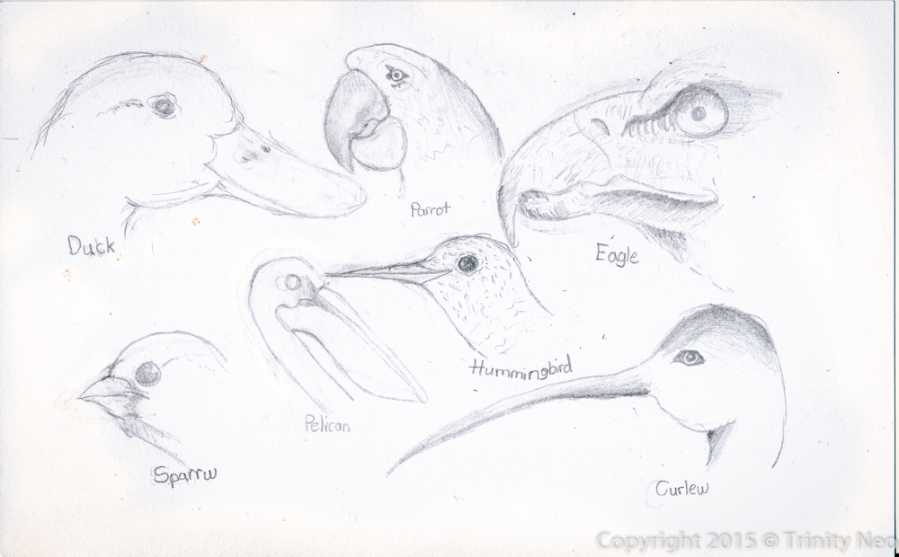 A Little Dose of Me: Different Types of Bird Beaks and Their Uses