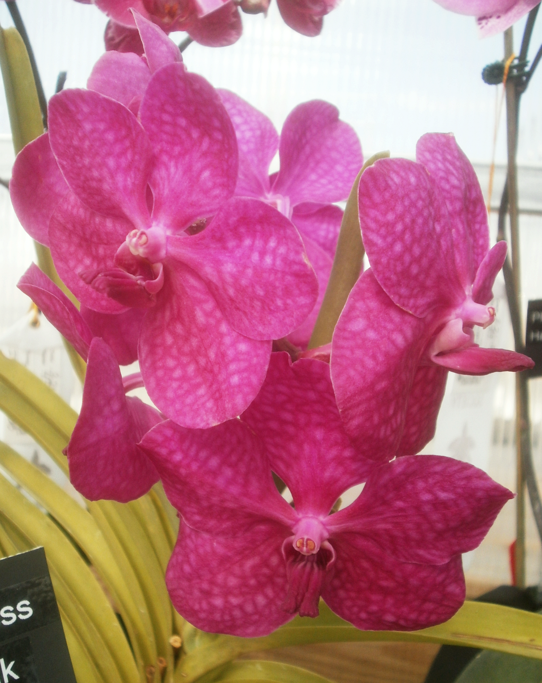 Plants are the Strangest People: 4/5/15 - 4/12/15