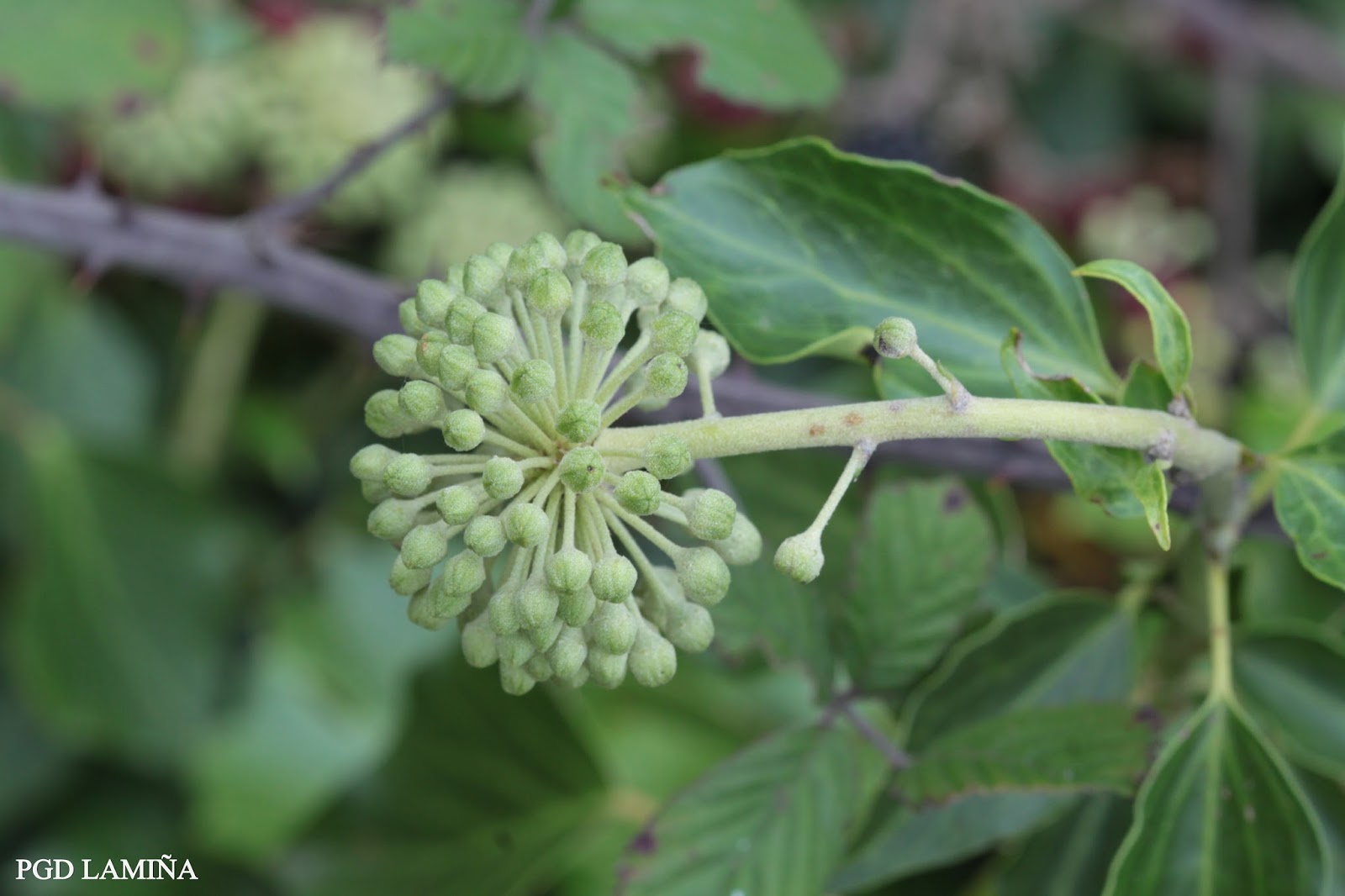 HEDERA HELIX. hiedra común o hiedra.