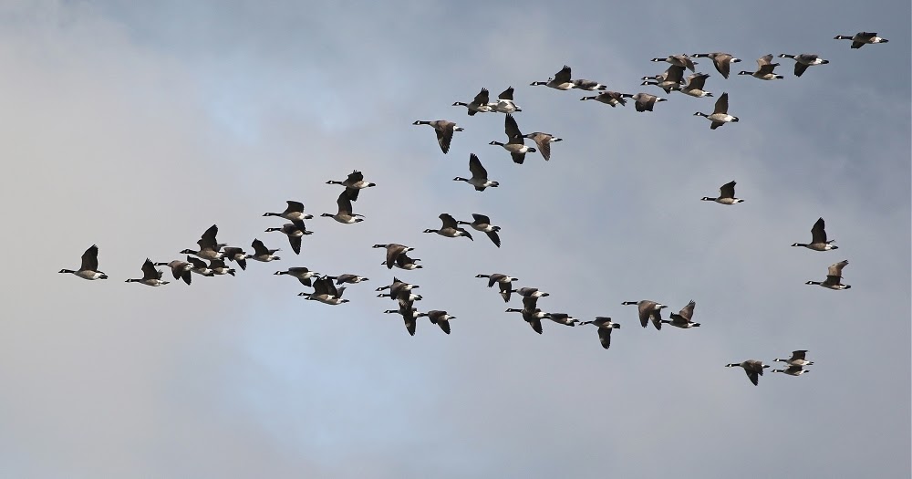 Powell River in Photos: Vee Formation