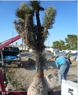Xtremehorticulture of the Desert: Transplanting Joshua Tree Success ...