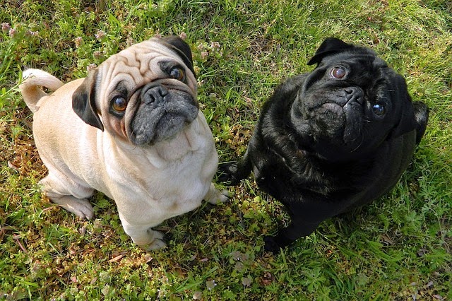 Dogs We Luv!: Pugs - Wrinkly, Pudgy Bundles of Joy!