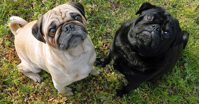 Dogs We Luv!: Pugs - Wrinkly, Pudgy Bundles of Joy!
