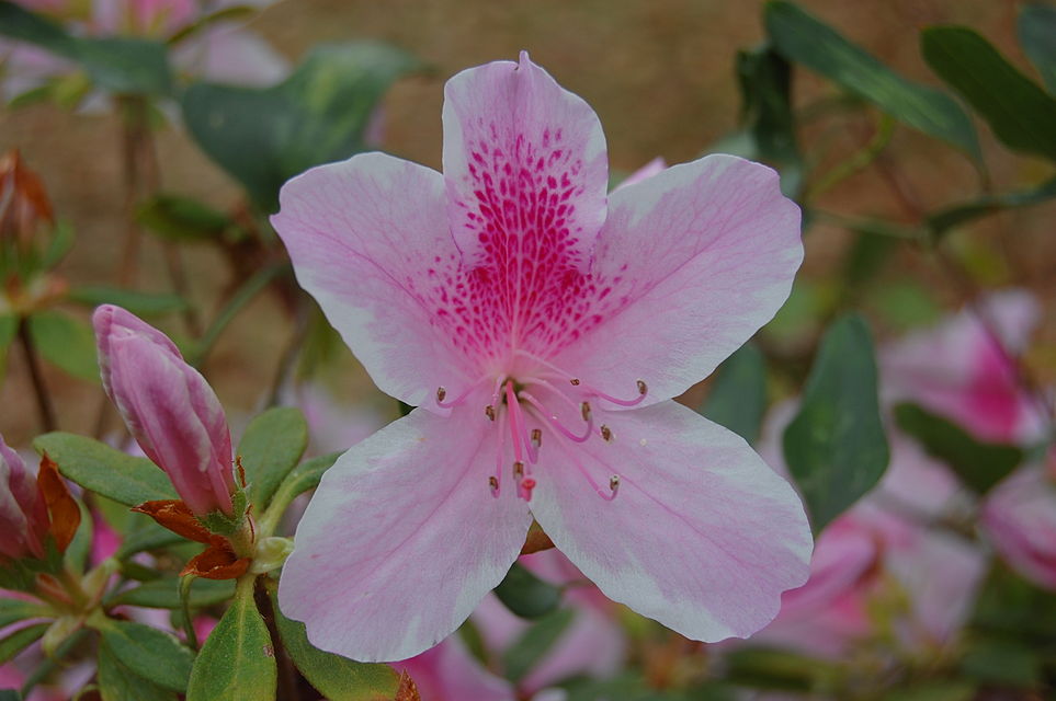 Rhododendron «azalea» - Id Plantae