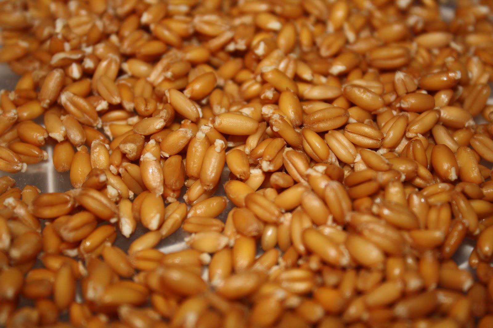 In The Middle of NoWhere: Baking with Sprouted Grain