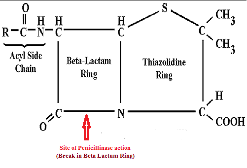 pharmacology: Penicillins: β-Lactum antibiotics