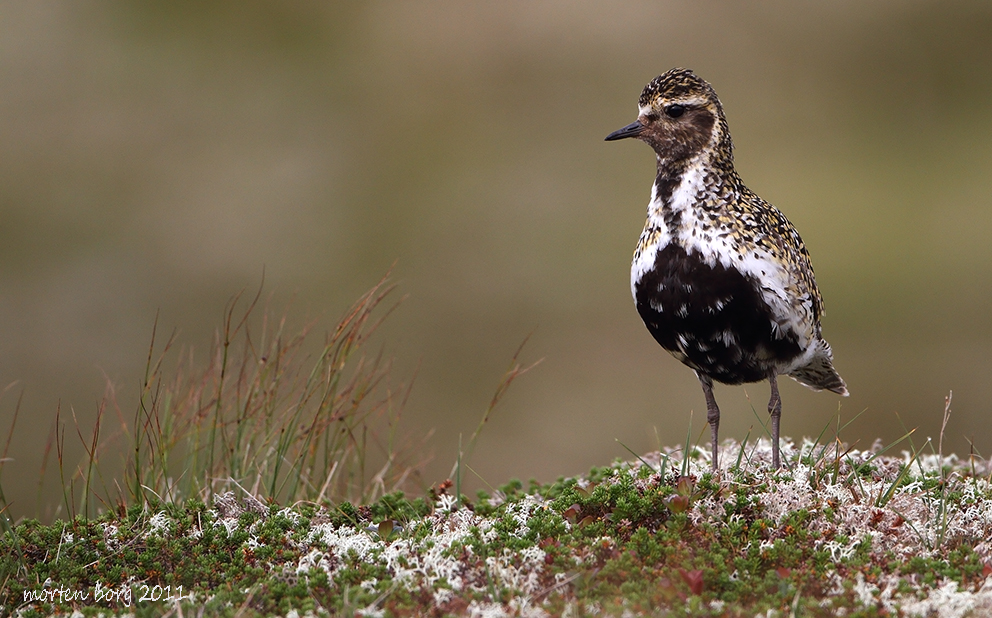 Kjernebitern: Heilo - Hardangervidda