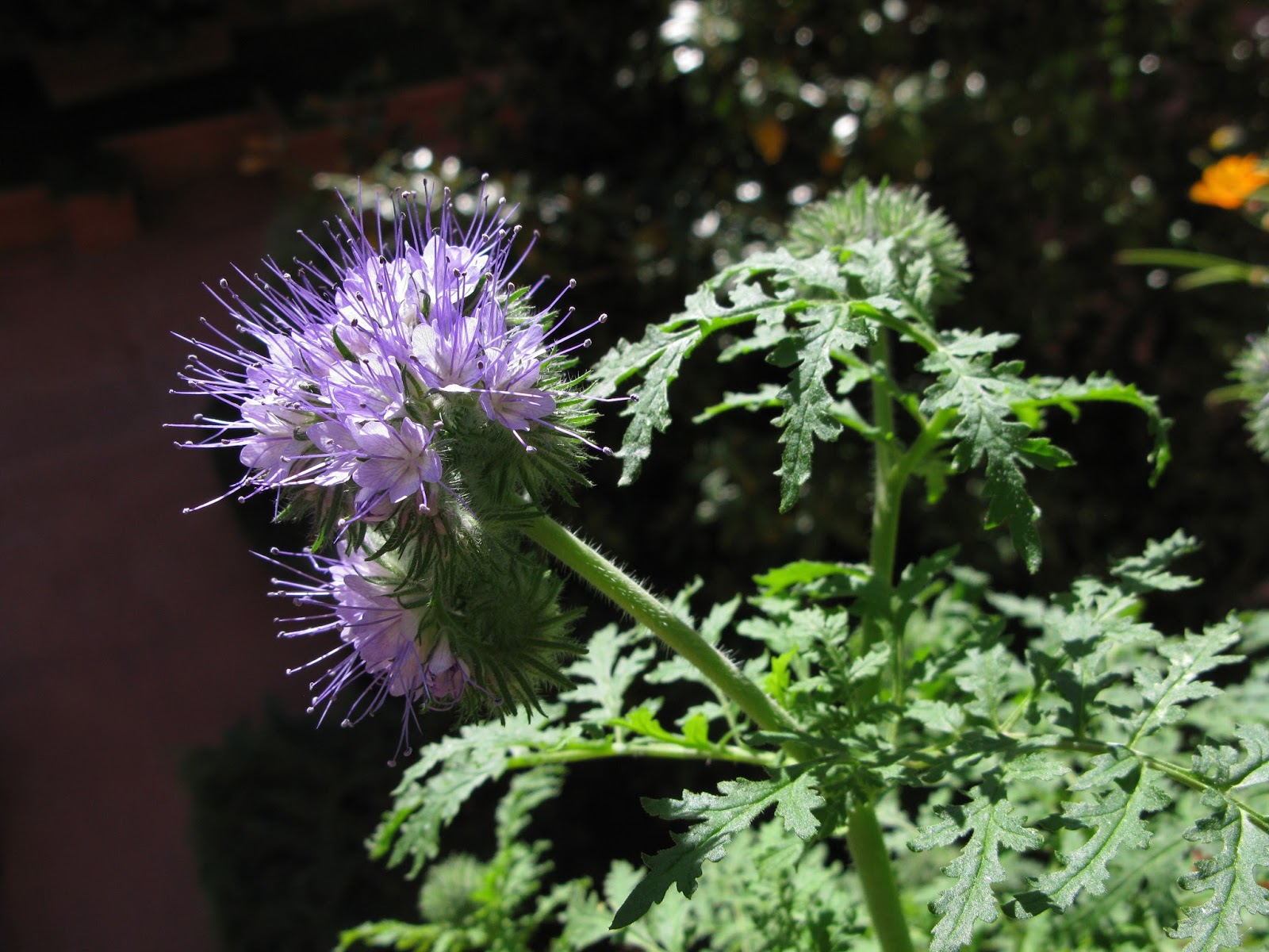 Flores y Palabras: 2017