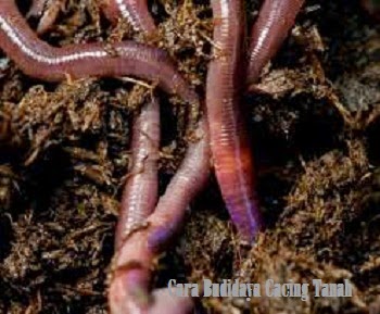 Cara Usaha Membudidayakan Cacing Tanah | Top Topiks