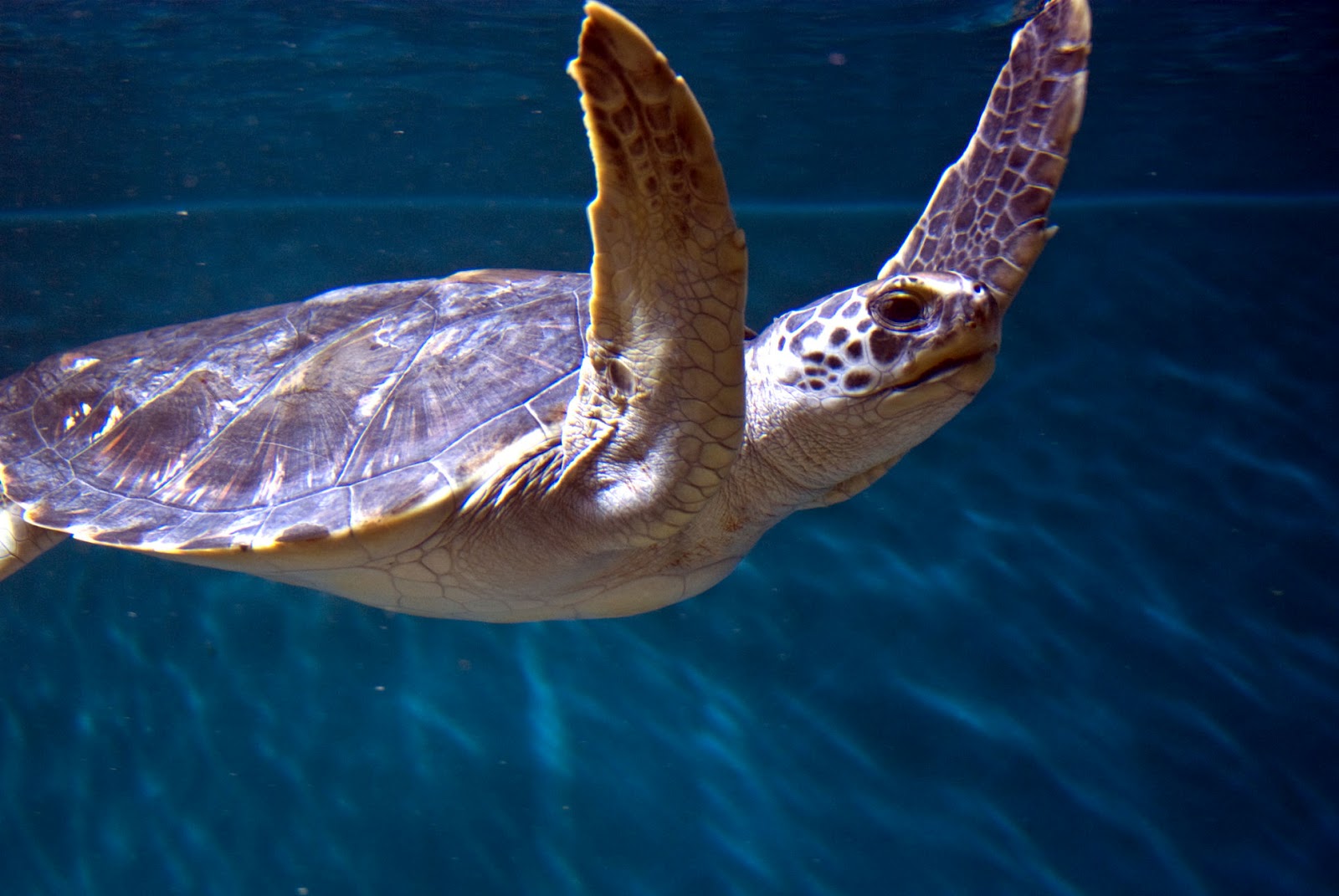 Barbara Rich Photography: Monterey Bay Aquarium Part 1