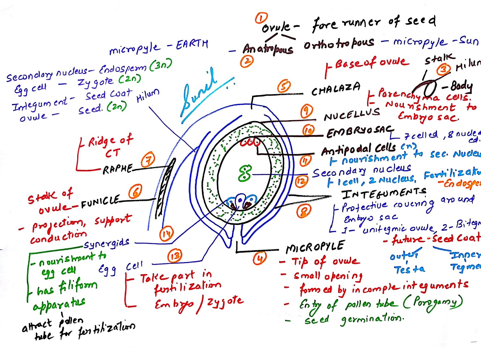 PROF. SUNIL KUMAR'S ADDABIOLOGY : STRUCTURE OF OVULE