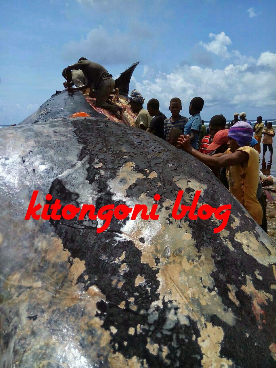 kitongoni: PICHA YA KIUMBE KILICHO ONEKANA PEMBA LEO