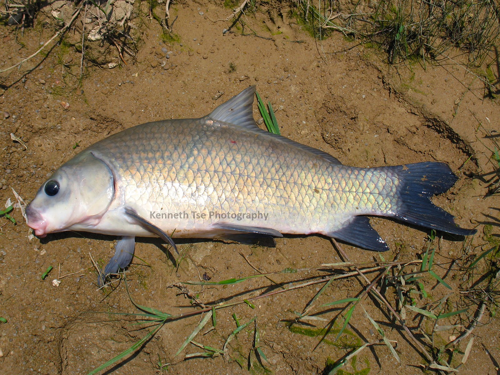 Ictiobus Bubalus Smallmouth Buffalo 2117