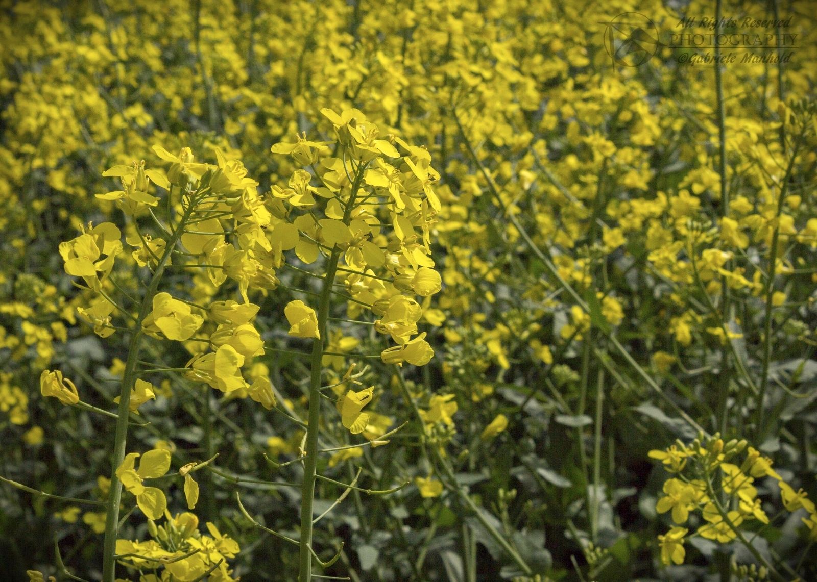 Gabriele Manhold Photography: Blühende Rapsfelder, am 03. Mai 2018.