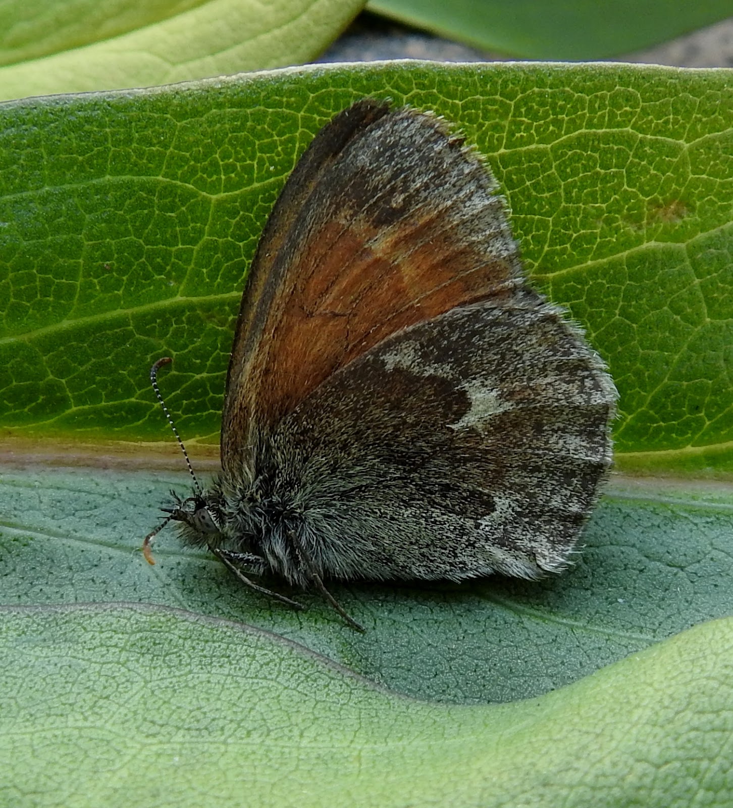 Nature Moncton Nature News: July 21 2016