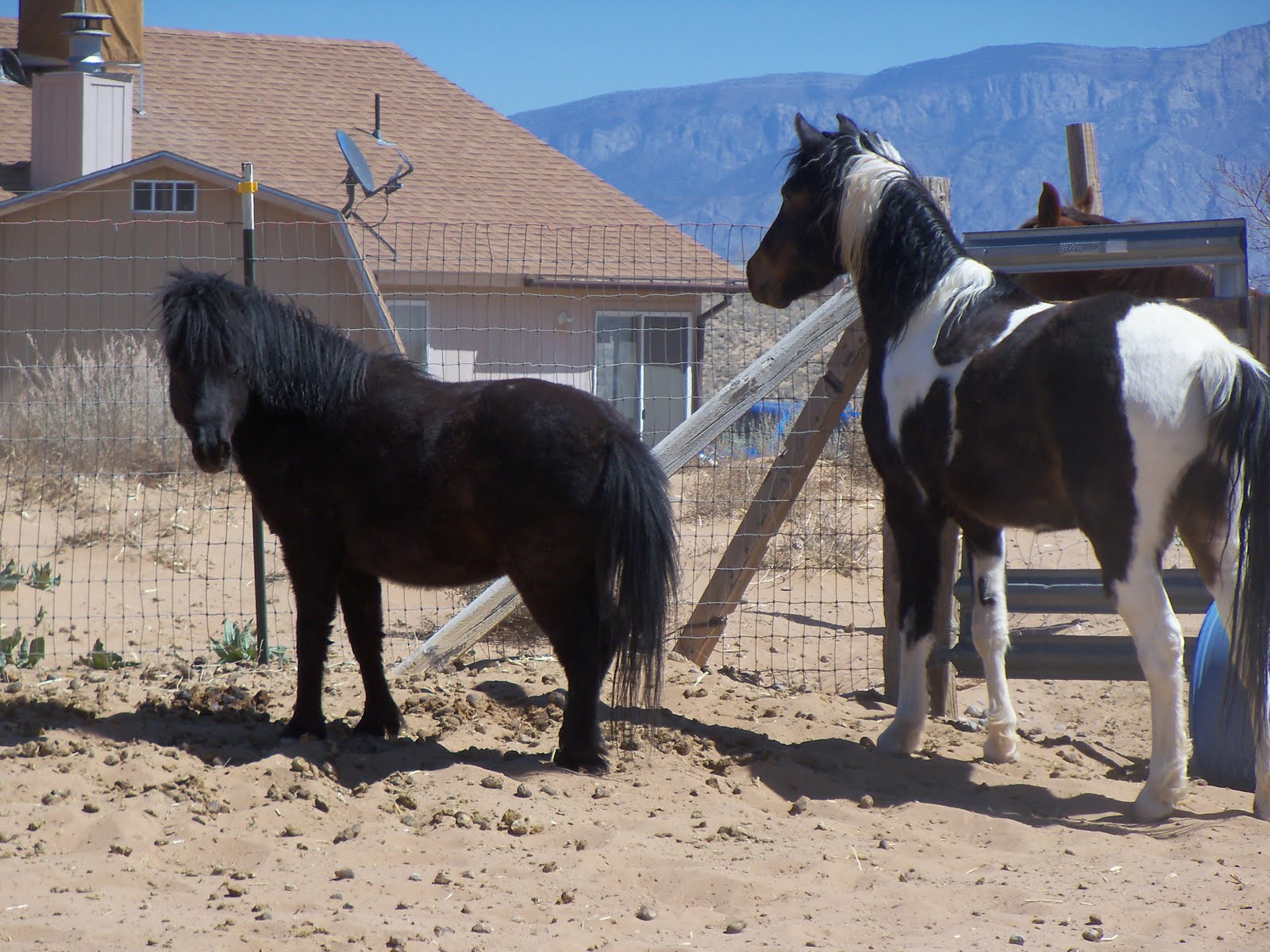 Tumbleweed Crossing: Pony Play