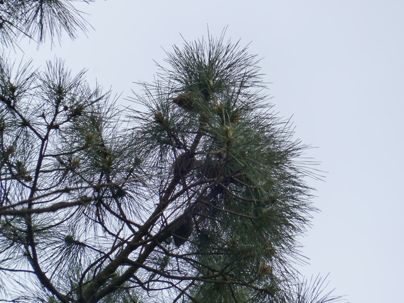 Flora ornamental, hortícola y medicinal.: Pinus ponderosa. Pino real ...