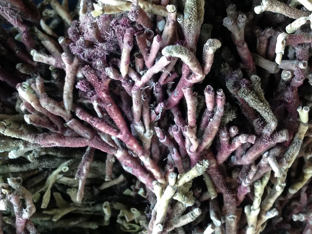 Rafael Microfauna Marina: Galaxaura rugosa (Algas rojas)