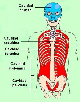 wwww: Cavidades corporales-Biologia-