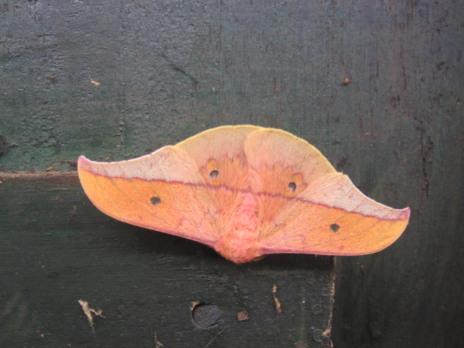 Village View: Gorgeous Moths of Nagaland - but how to identify them?