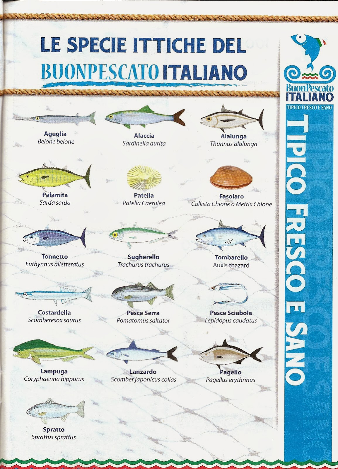 mondosigi : SALERNO: RASSEGNA GASTRONOMICA DEDICATA AL PESCE AZZURRO ...