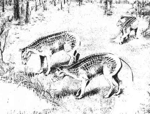 Escenarios prehistóricos: Ectoconus