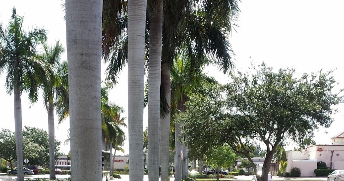 Florida Native Landscaping: Green Island Ficus and Trinette