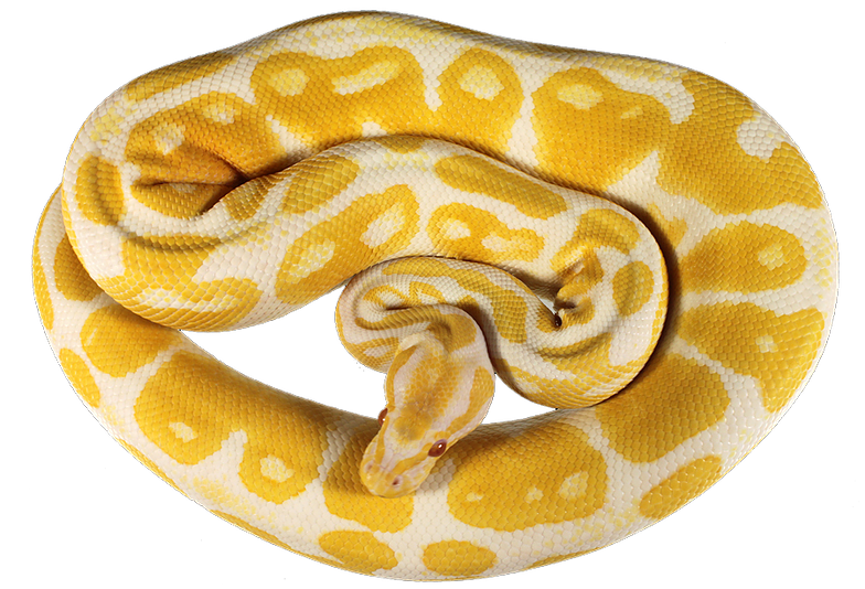 GEOGRAFI LINGKUNGAN: JENIS-JENIS ULAR DARI SUKU PYTHONIDAE DI INDONESIA