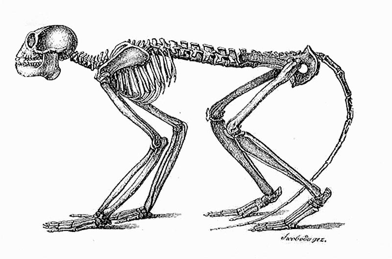 Ποταμός Βαλανάρης Πεντέλης // Η τοπογραφία, οι πηγές, η πορεία και οι ...