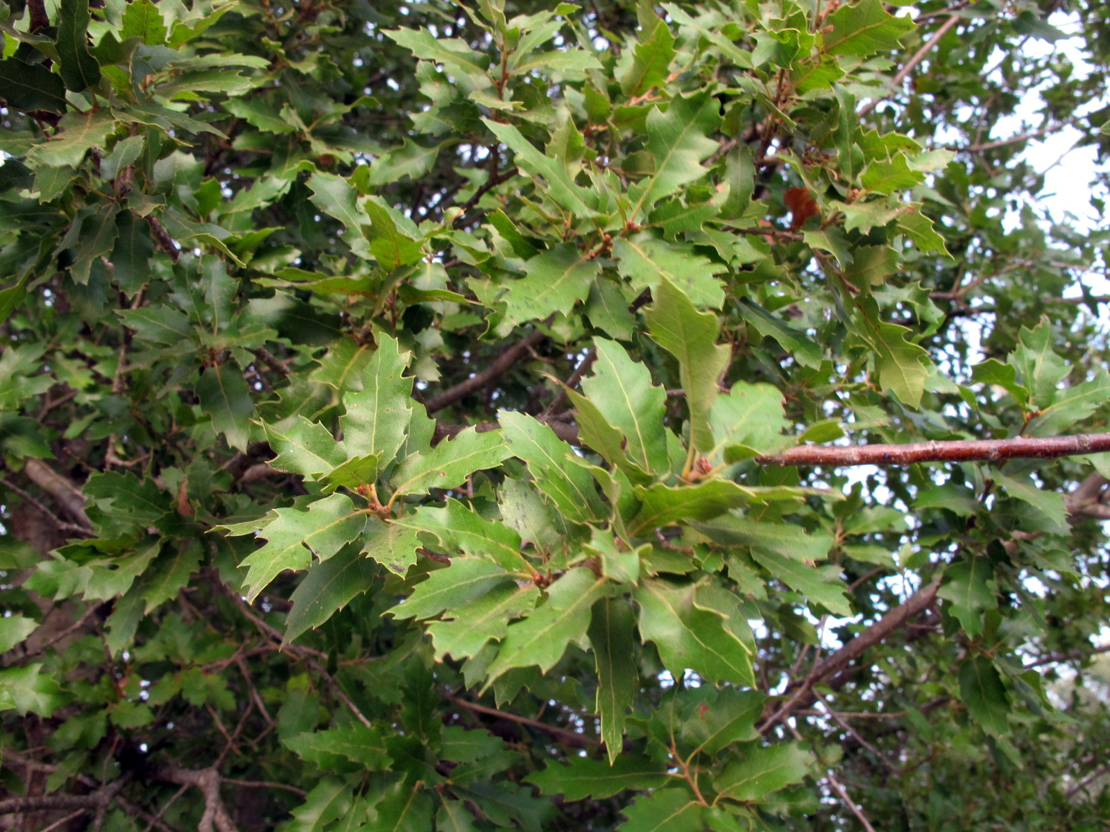 FLORA NEL SALENTO e.. anche altrove: Quercus x caroppoi Medagli, Turco ...