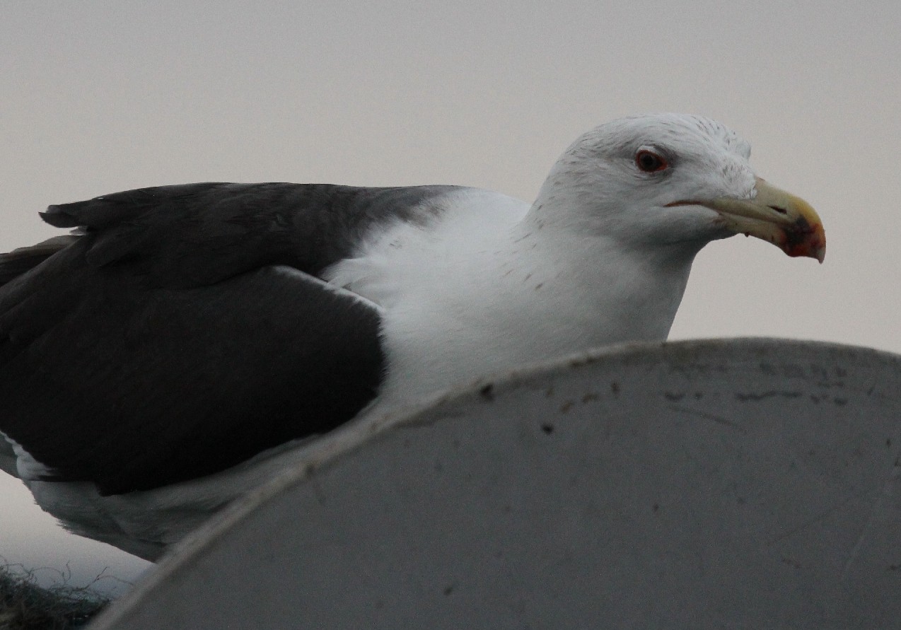 New England Coastal Birds: "Three Days of Winter Seabirding on Cape Cod ...
