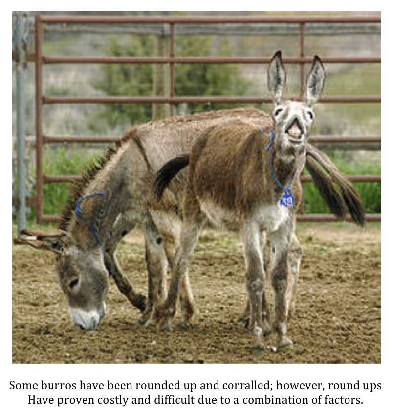 Texas Cryptid Hunter: Invasive Burros Threatening West Texas Ecology