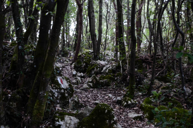 ALMANAQUE NATURAL: Los Encinares más norteños