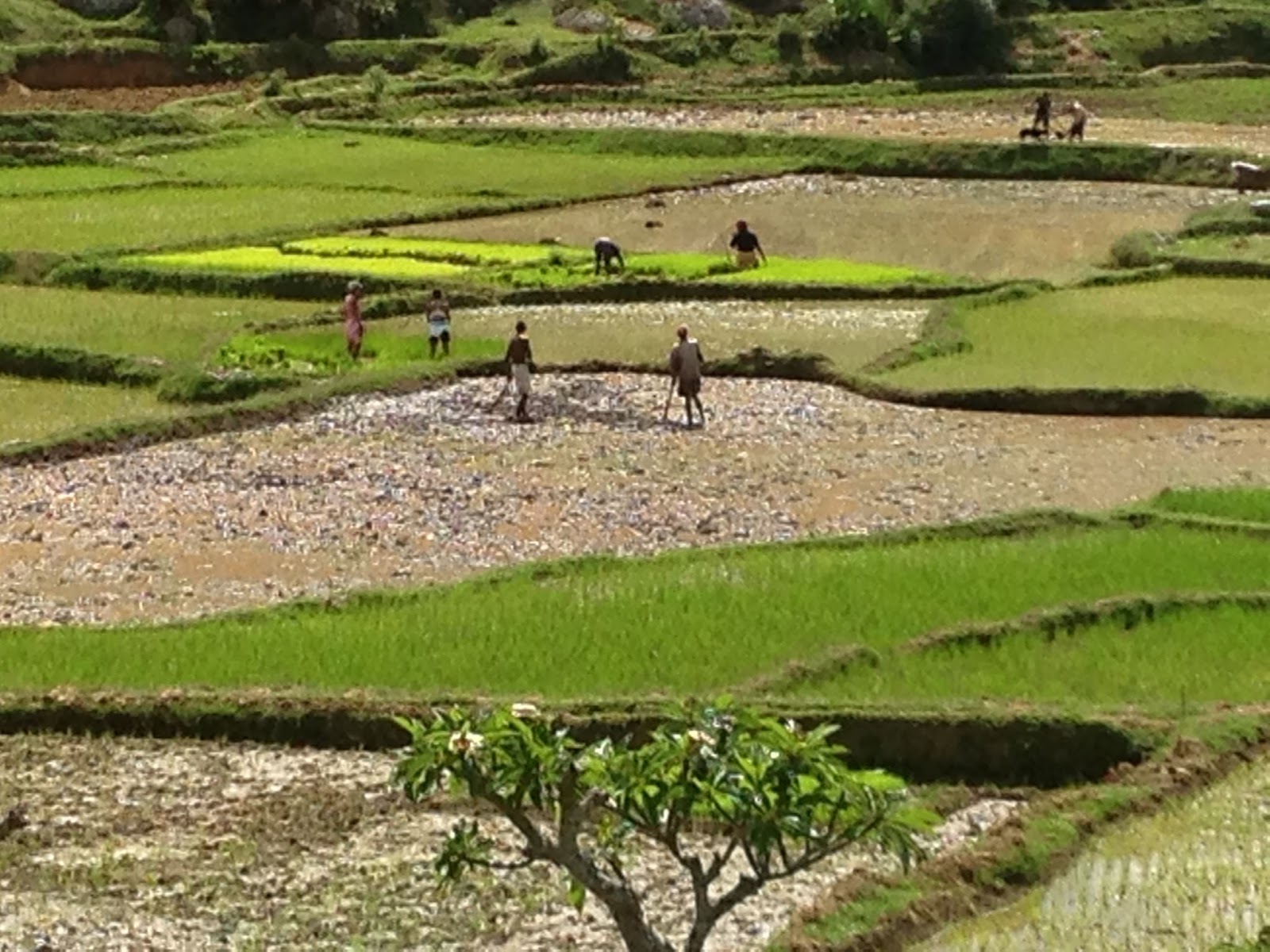 OUT OF AFRICA: Madagascar, Land of Rice Paddies and Lemurs