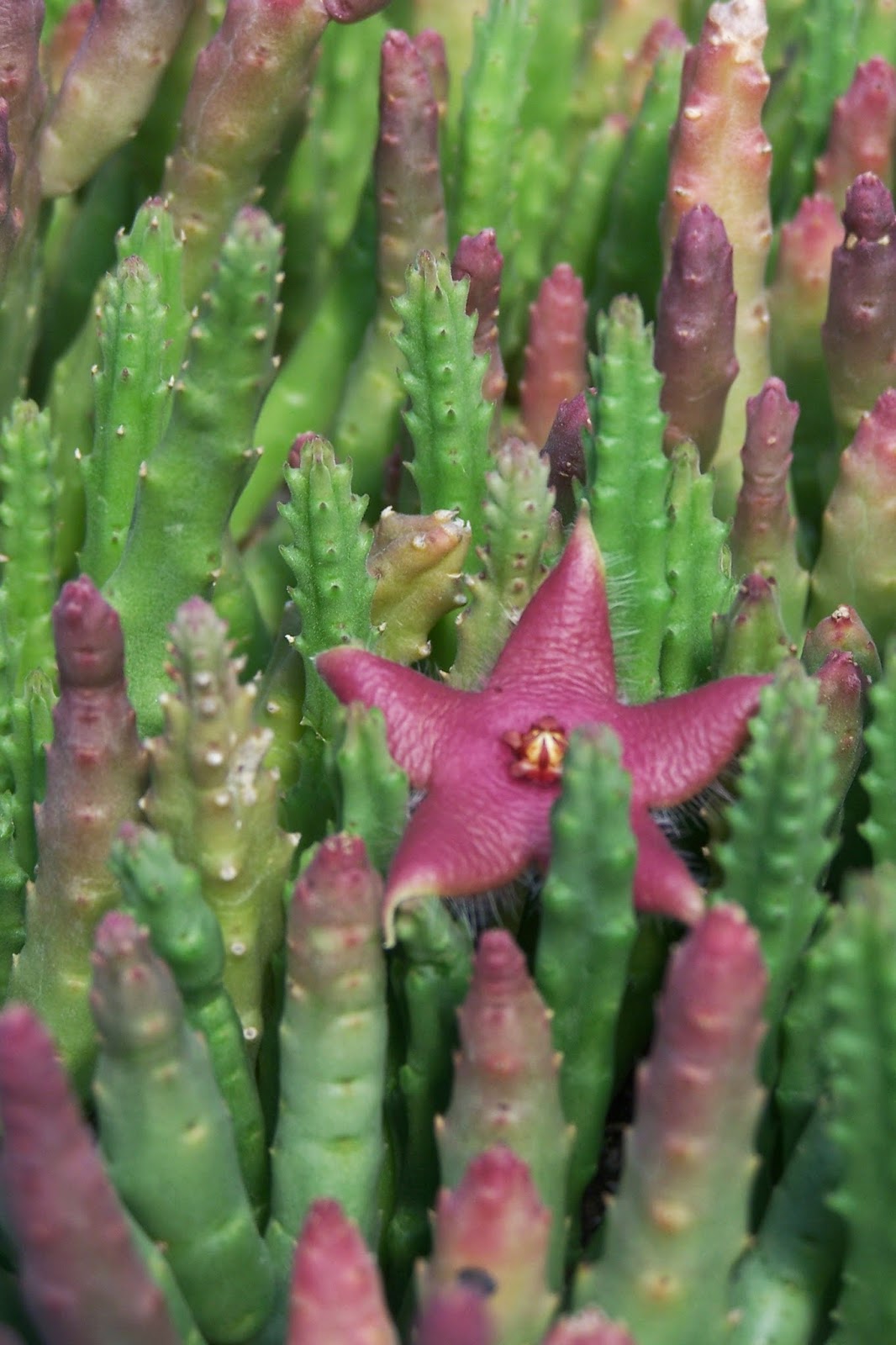 Oregon Cactus Blog: Stapelia paniculata ssp. scitula