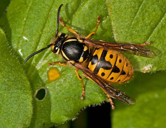 Hortus naturalis : Las avispas