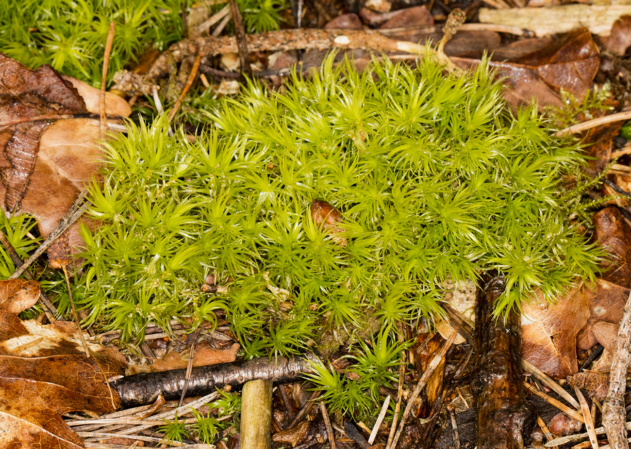 Naturally: March 2016