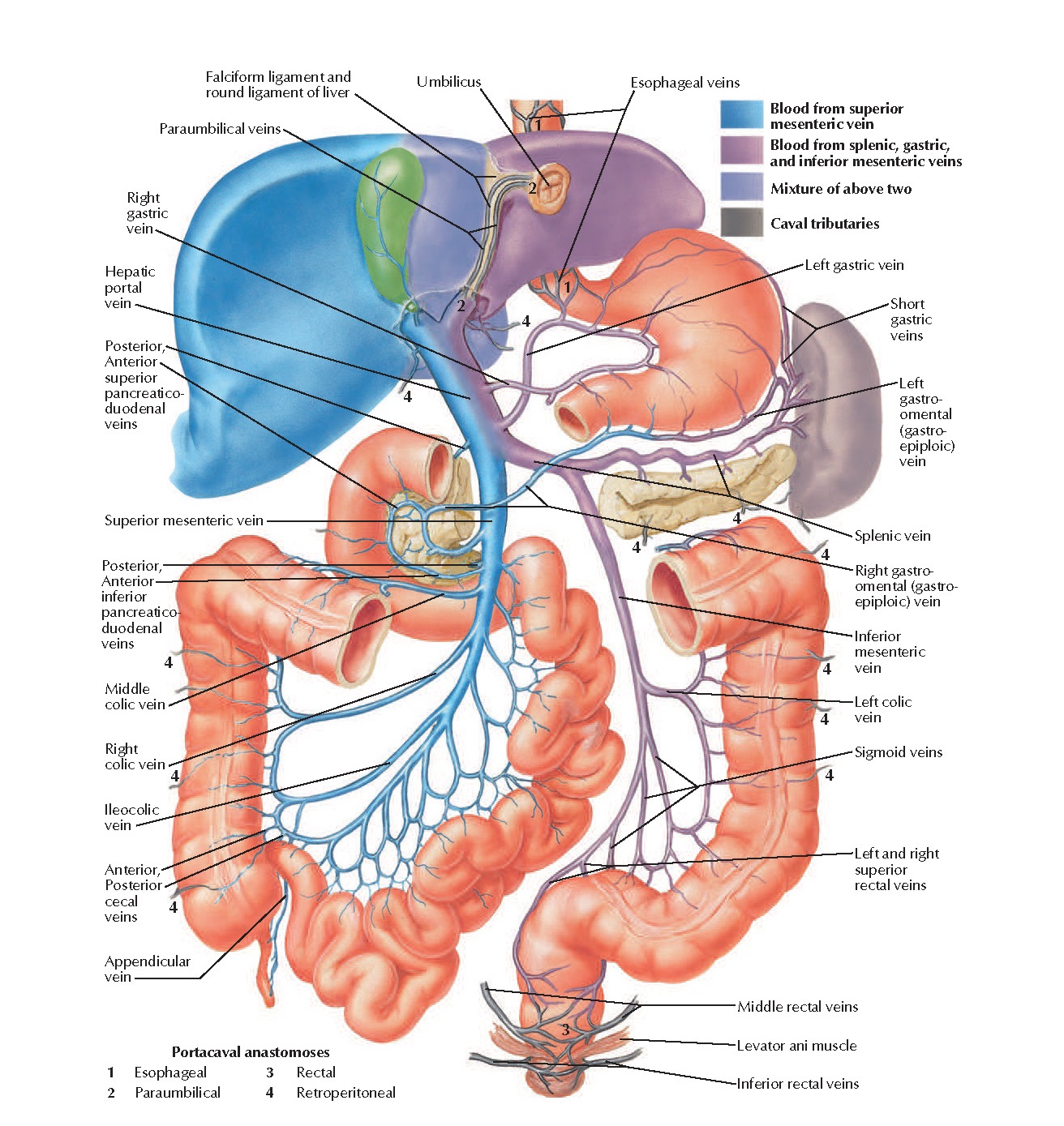 Arteries of Ureters and Urinary Bladder Anatomy - pediagenosis