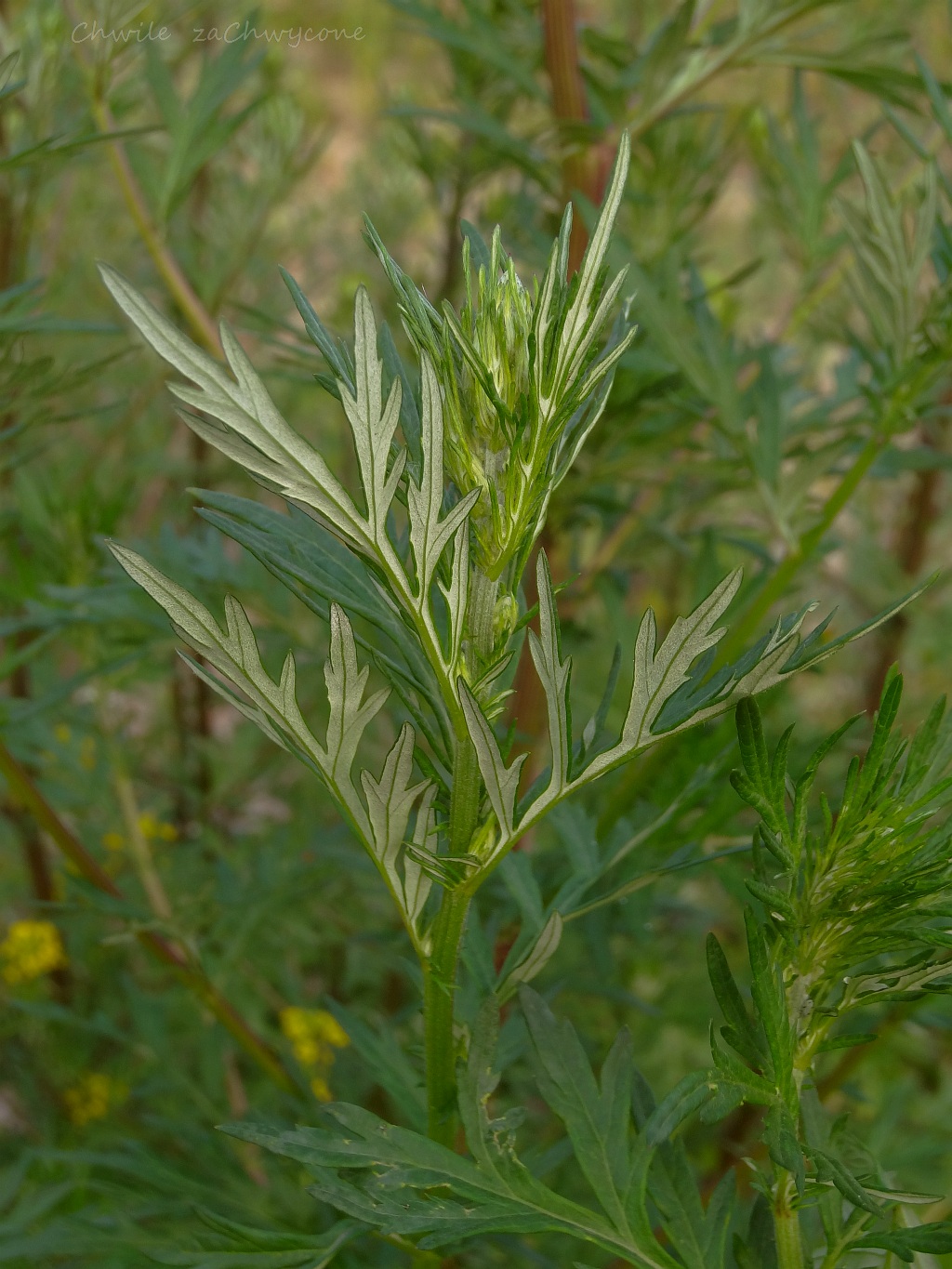 Chwile zaChwycone: Bylica pospolita i jej kwiaty