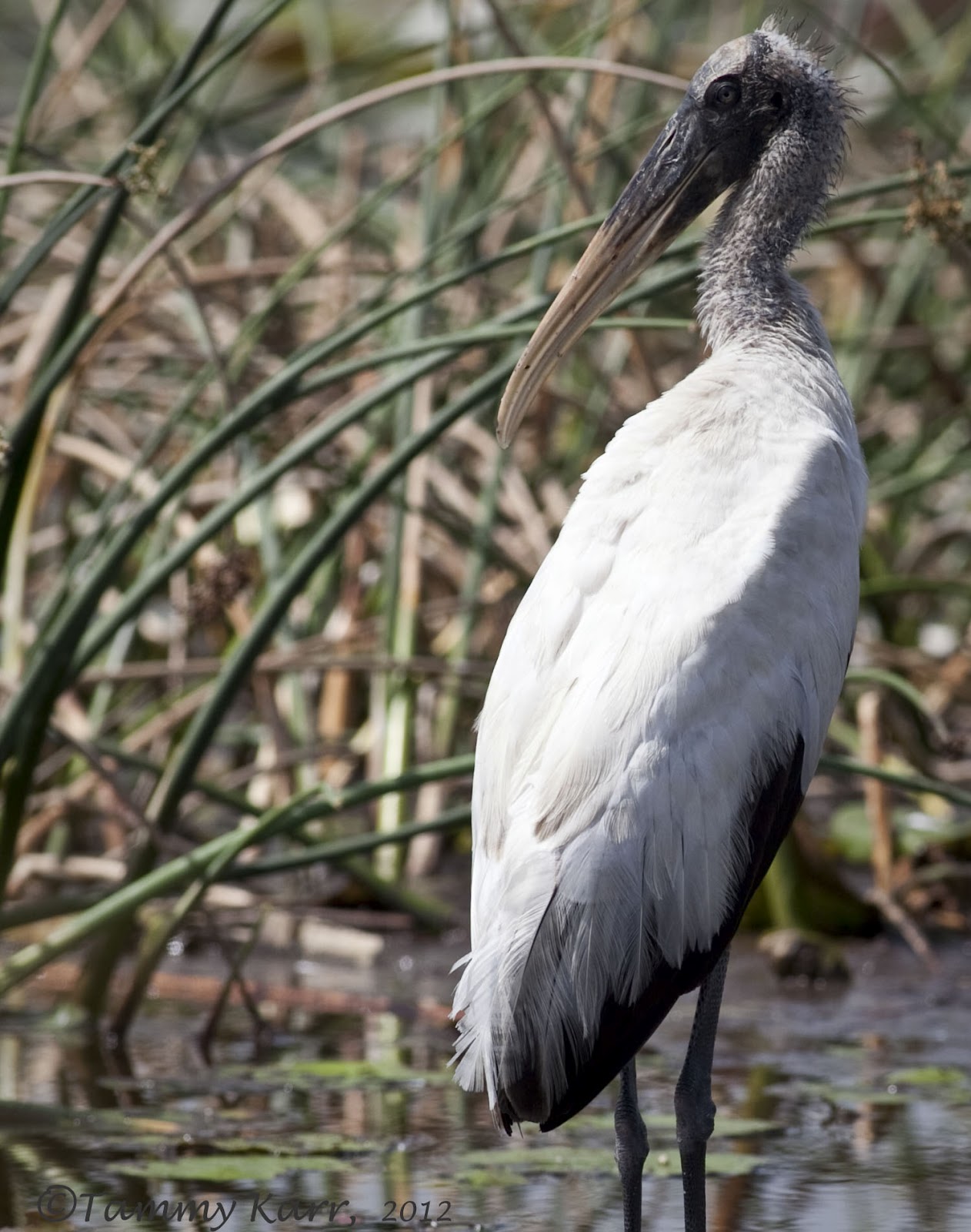 i heart florida birds: July 2012