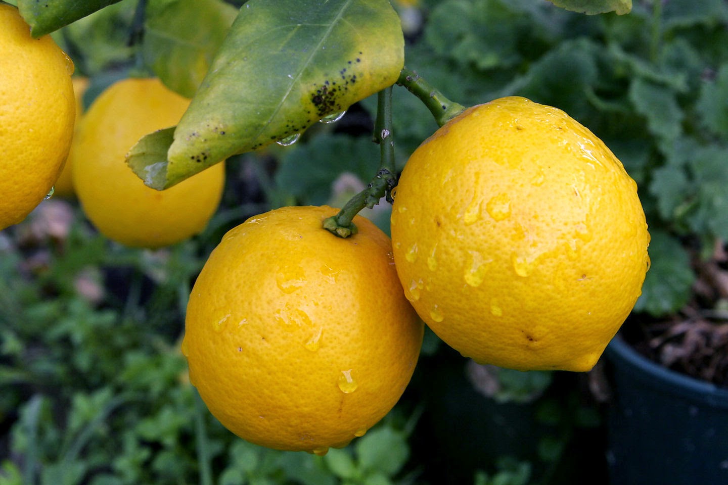 Tarte aux citrons de Mymy | Cagette Fraicheur