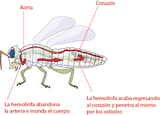 El profesor Bigotini: SANGRE DE COLORES Y CORAZONES DE MOSCA