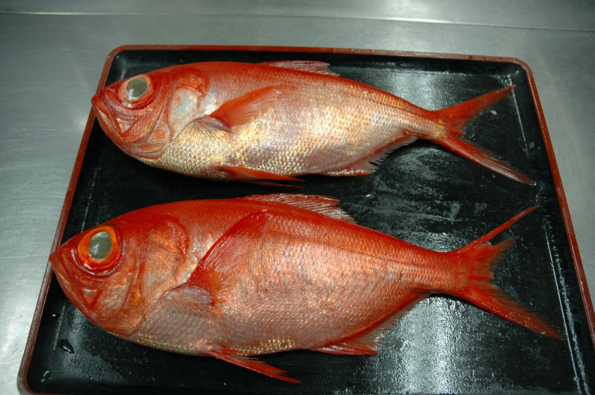 Allo Marcel: Tai, la Dorade japonaise (タイ) 鯛