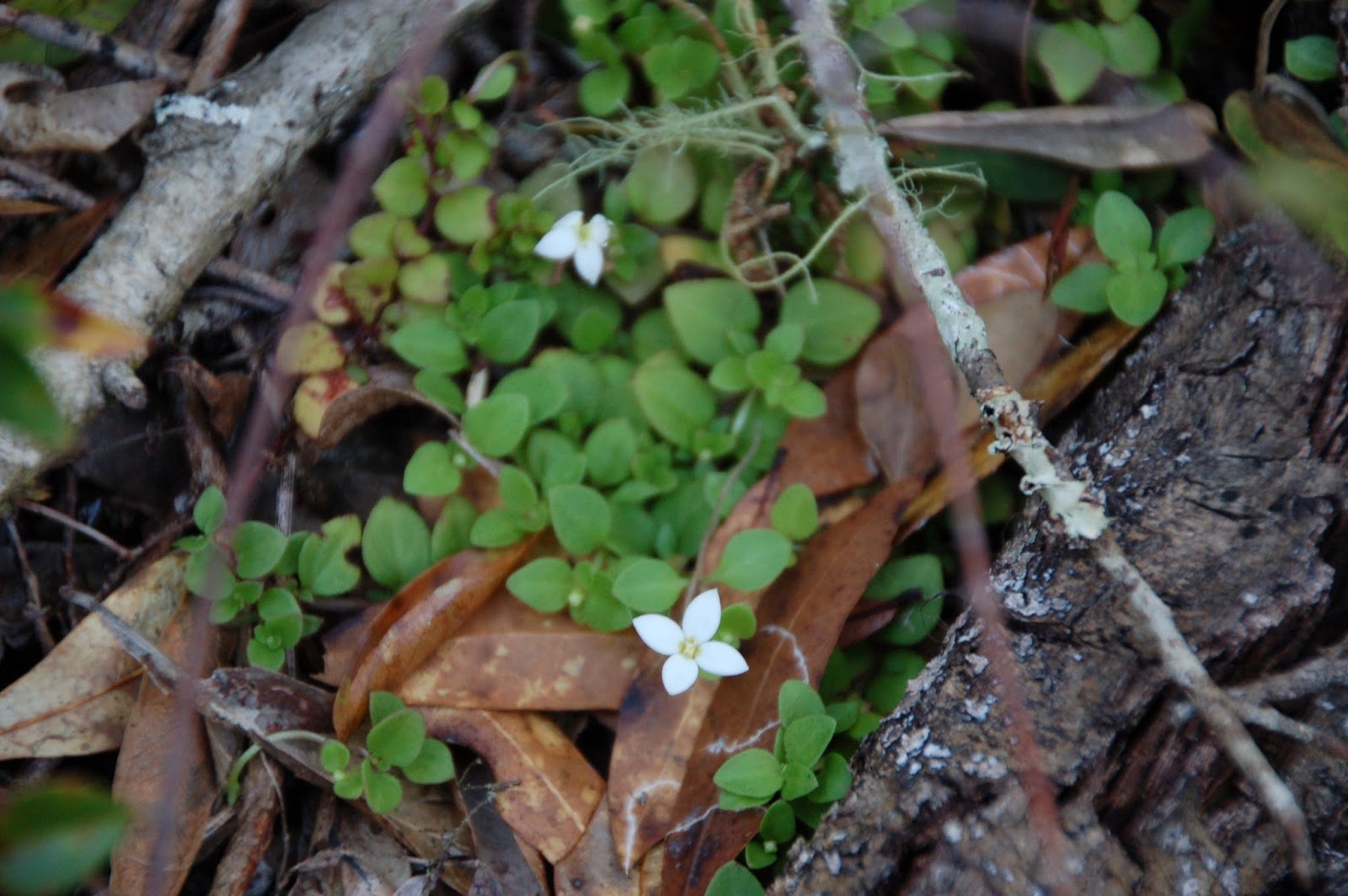 The Natural Art Culture: Walking the Trails of Blue Run