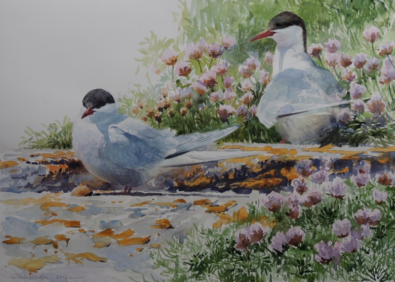 Tim Wootton Wildlife Art: Orkney Exhibition - Loft Gallery, South Ronaldsay